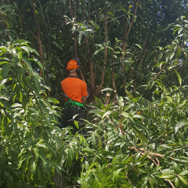 Chop and Drop Tree Lop